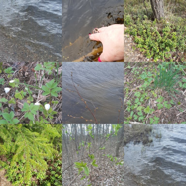 LUONTO&ELÄIMET Suomalainen Luonto. VUODENAJAT, KEVÄT…Toukokuu ...