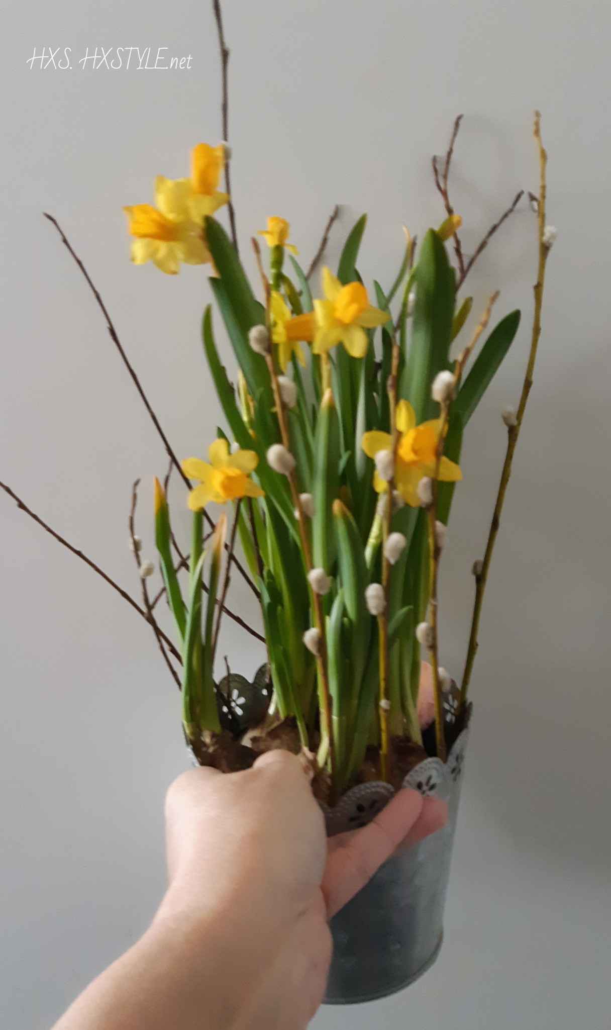 KOTI&SISUSTUS. KUKAT&KASVIT. Alku Kevät…PÄÄSIÄINEN 2021. Ruukkukukat ...