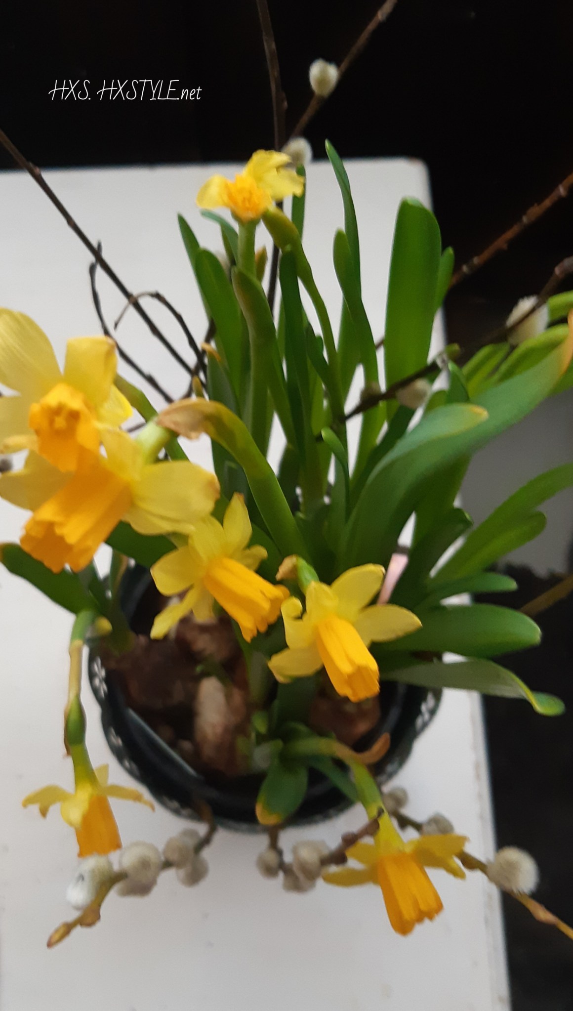 KOTI&SISUSTUS. KUKAT&KASVIT. Alku Kevät…PÄÄSIÄINEN 2021. Ruukkukukat ...