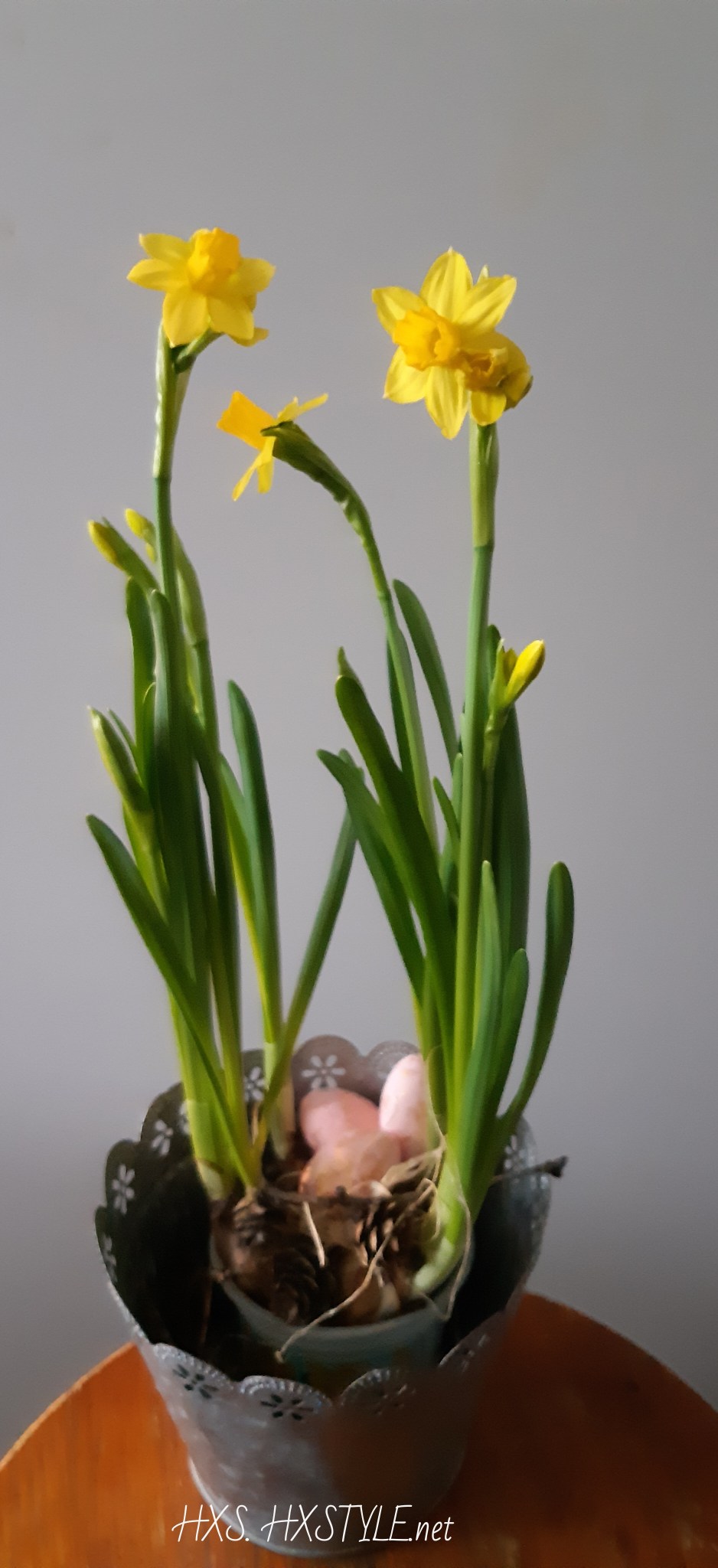 KOTI&SISUSTUS. PÄÄSIÄINEN 2021. RAERUOHO ja Ohraruoho valmiina ...