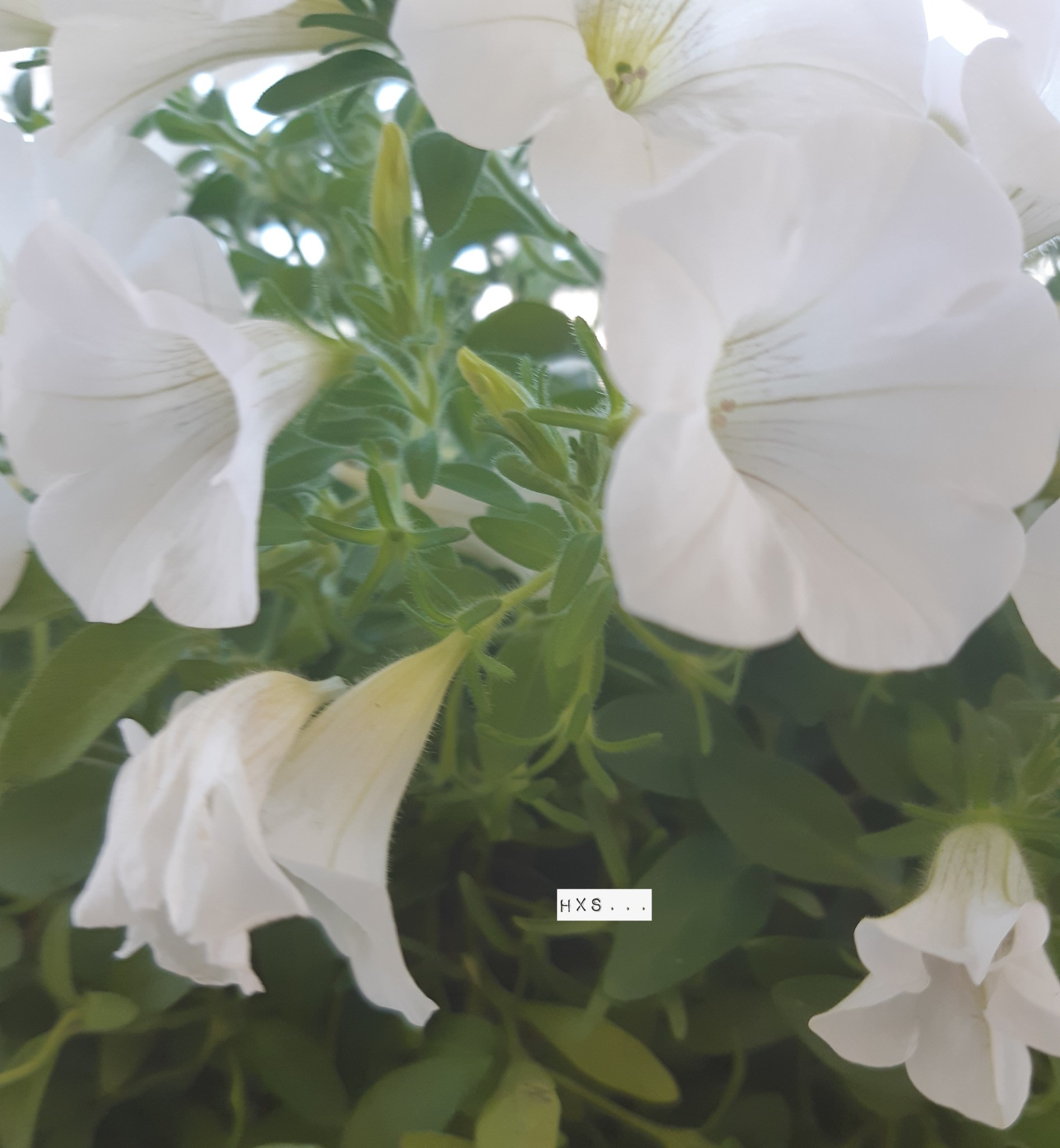 KOTI&SISUSTUS. PUUTARHA, PARVEKE KESÄKUKAT…LOPPUKESÄ, Elokuu ja Alku ...