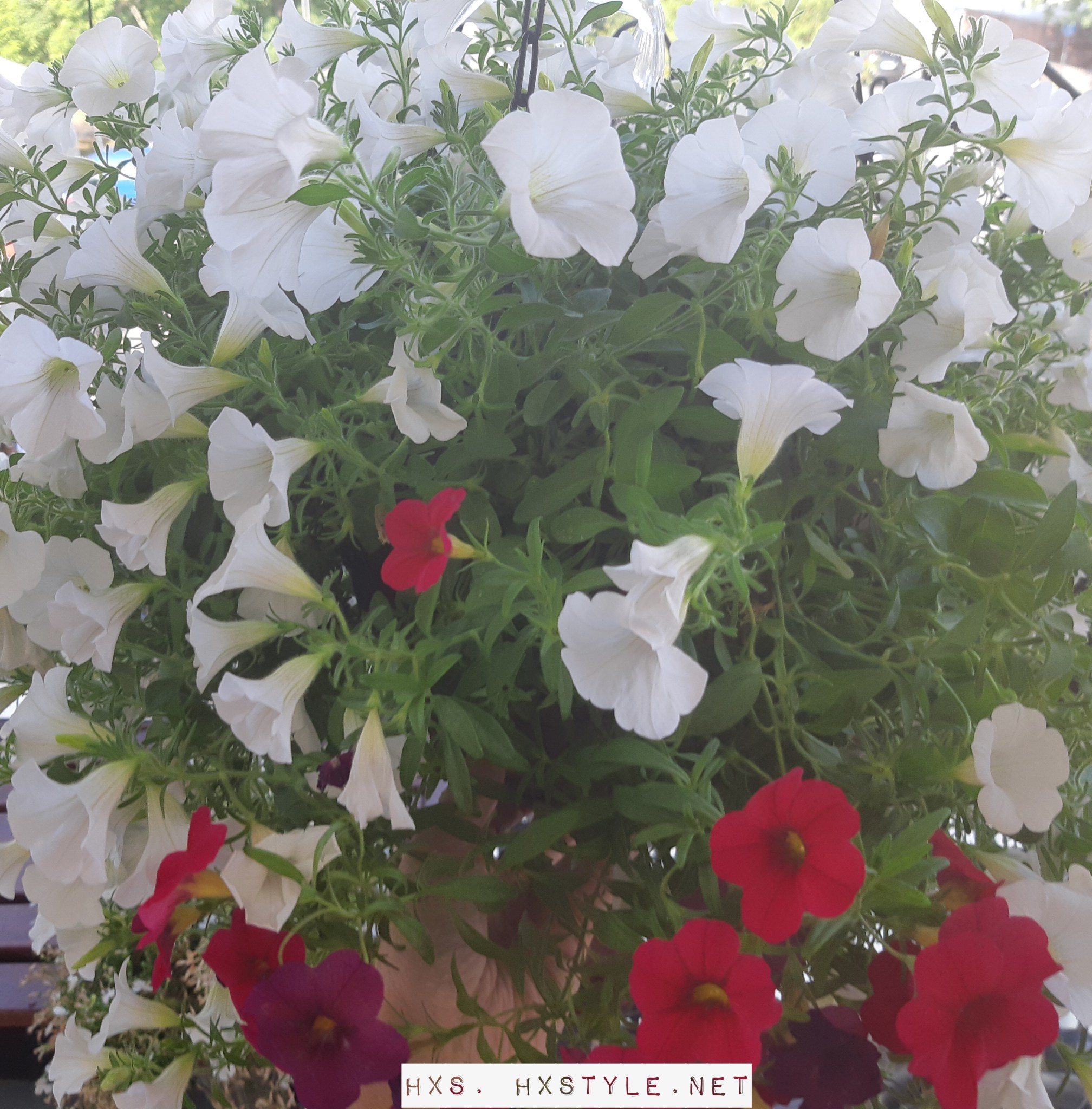 KOTI&SISUSTUS. PUUTARHA, PARVEKE KESÄKUKAT…LOPPUKESÄ, Elokuu ja Alku ...