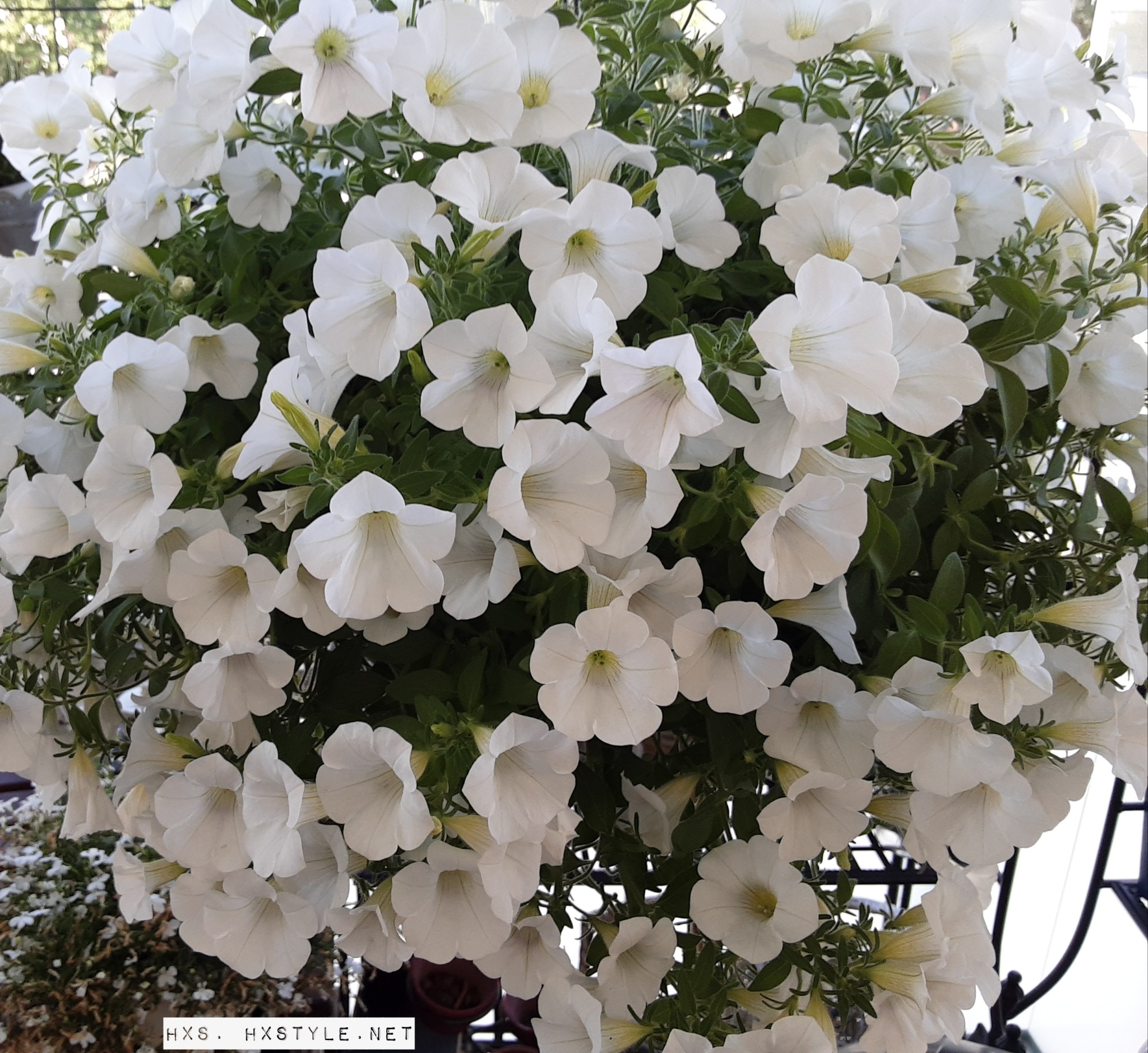 KOTI&SISUSTUS. PUUTARHA, PARVEKE KESÄKUKAT…LOPPUKESÄ, Elokuu ja Alku ...