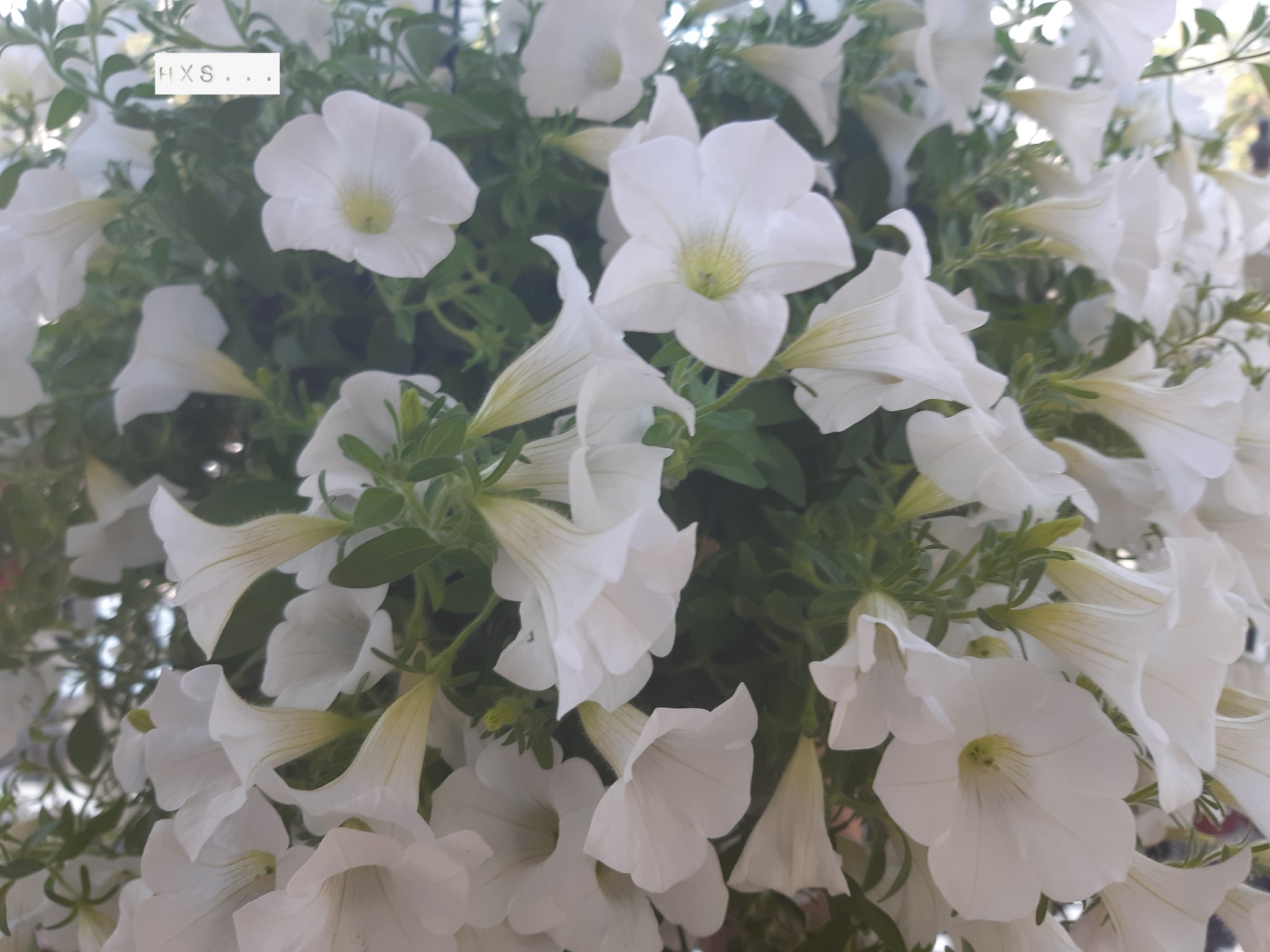 KOTI&SISUSTUS. PUUTARHA, PARVEKE KESÄKUKAT…LOPPUKESÄ, Elokuu ja Alku ...