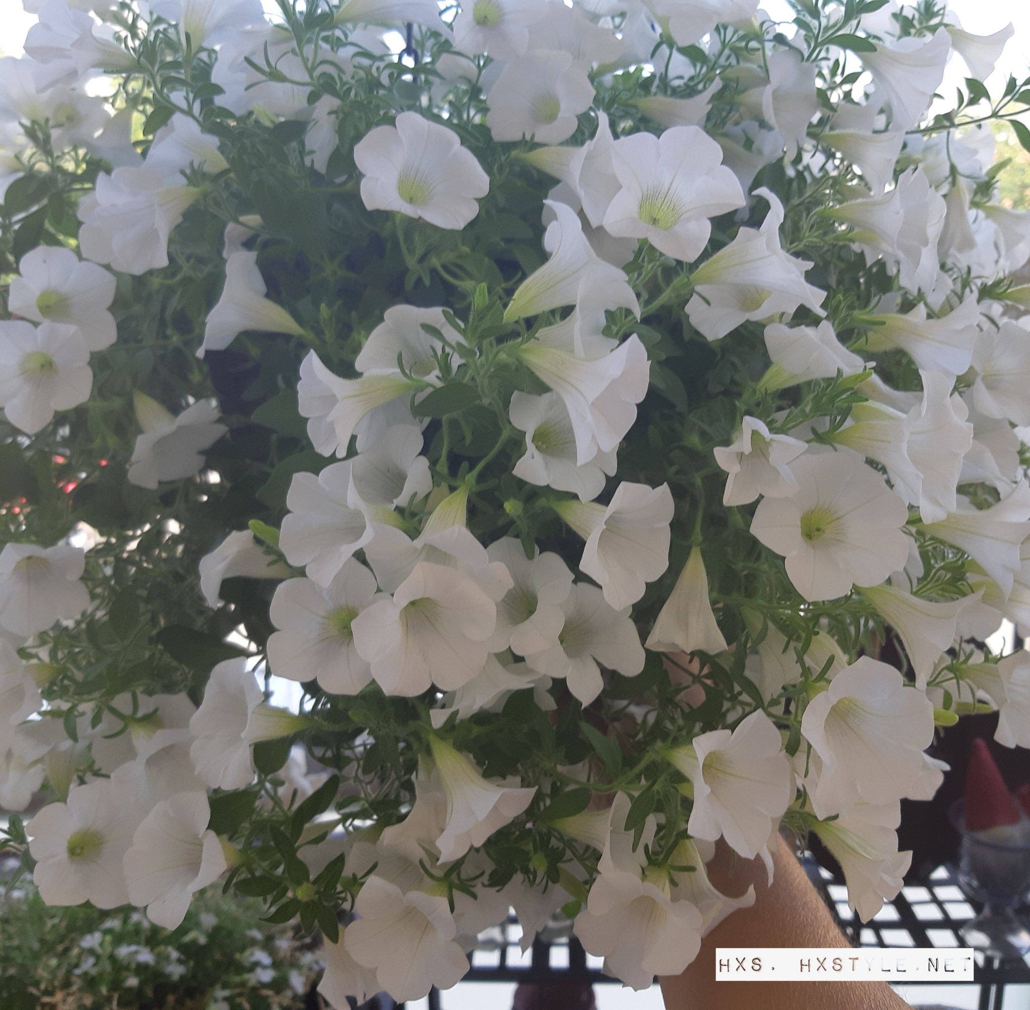 KOTI&SISUSTUS. PUUTARHA, PARVEKE KESÄKUKAT…LOPPUKESÄ, Elokuu ja Alku ...