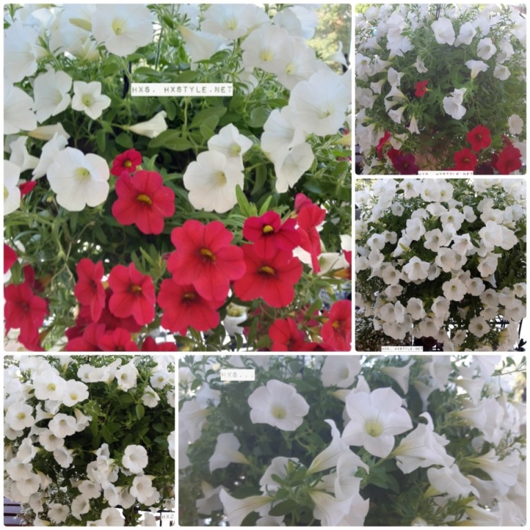 KOTI&SISUSTUS. PUUTARHA, PARVEKE KESÄKUKAT…LOPPUKESÄ, Elokuu ja Alku ...