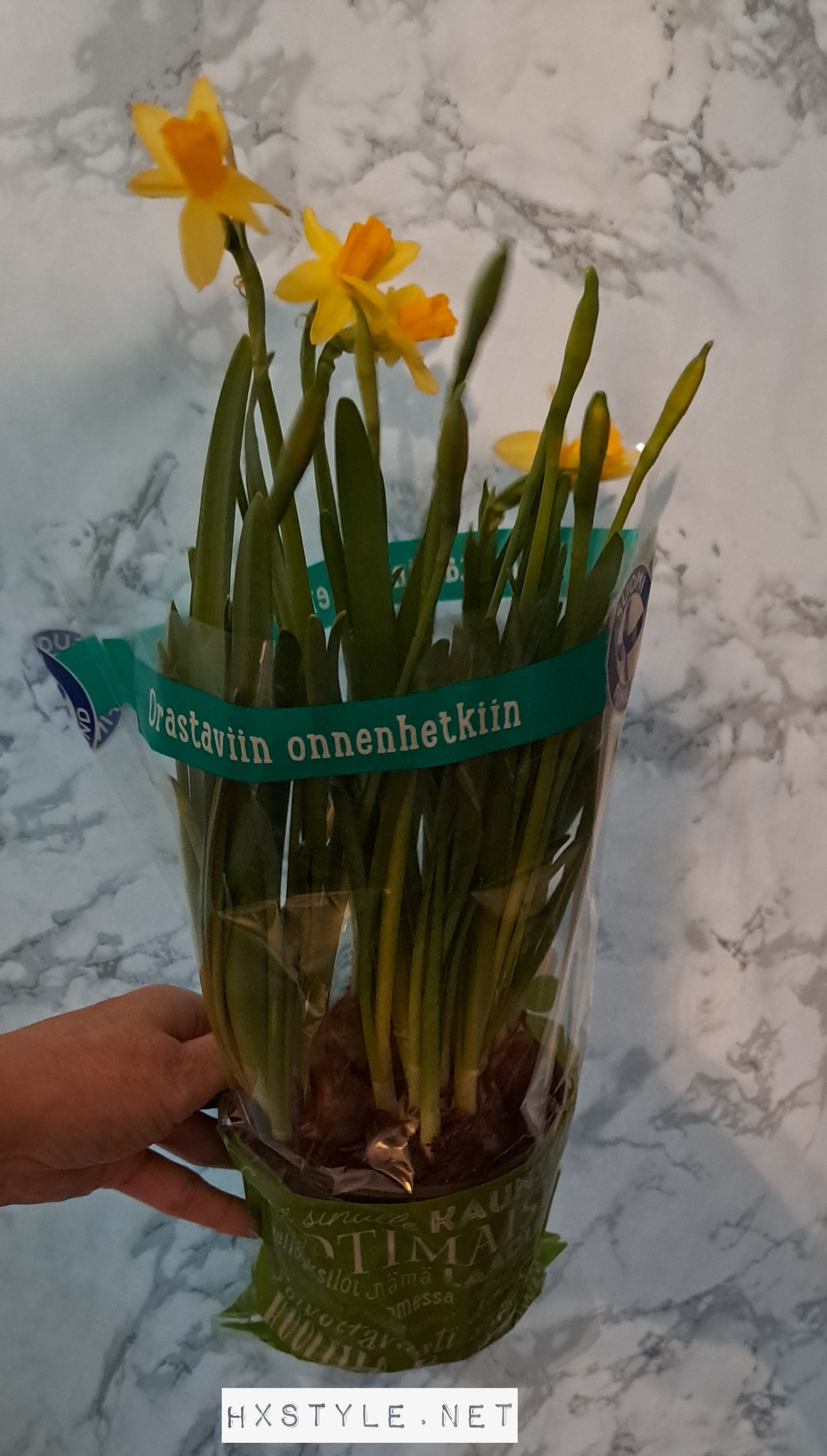 KOTI&LEIVONTA. Suolaiset LEIVONNAISET…. PATONKI Itse leivottua, Valmis ...