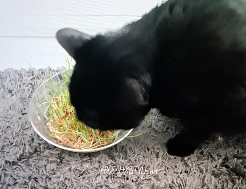 KOTI&SISUSTUS/DECORATE. PÄÄSIÄINEN 2024. Perinteinen RAERUOHO ja ...