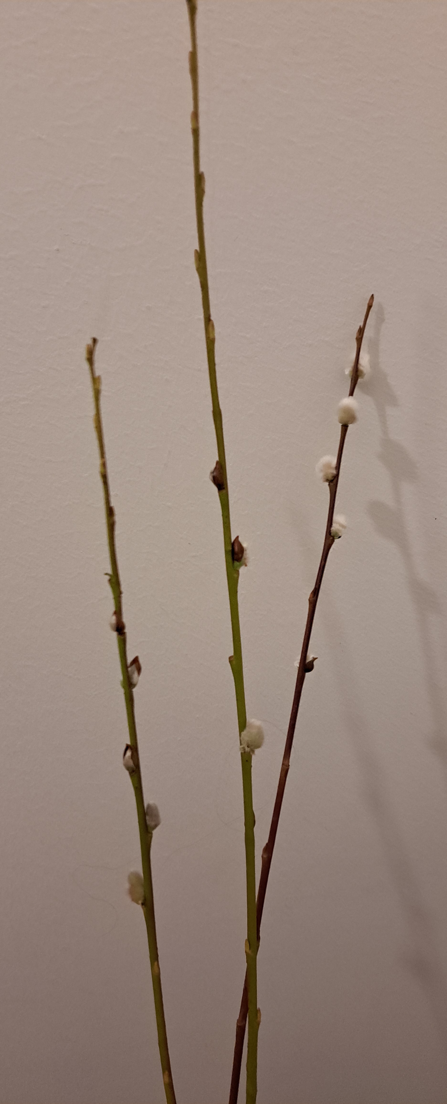 KOTI&SISUSTUS/DECORATE. PÄÄSIÄINEN 2024. Perinteinen RAERUOHO ja ...