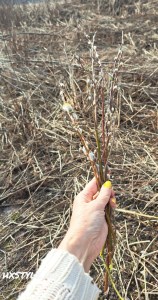 KOTI&LEIVONTA. LEIVONNAISET PÄÄSIÄINEN 2025…KAHVIPÖYTÄ ja RUOKAPÖYTÄ ...